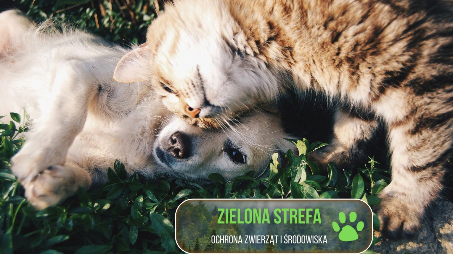 Zielona strefa - ochrona zwierząt i środowiska